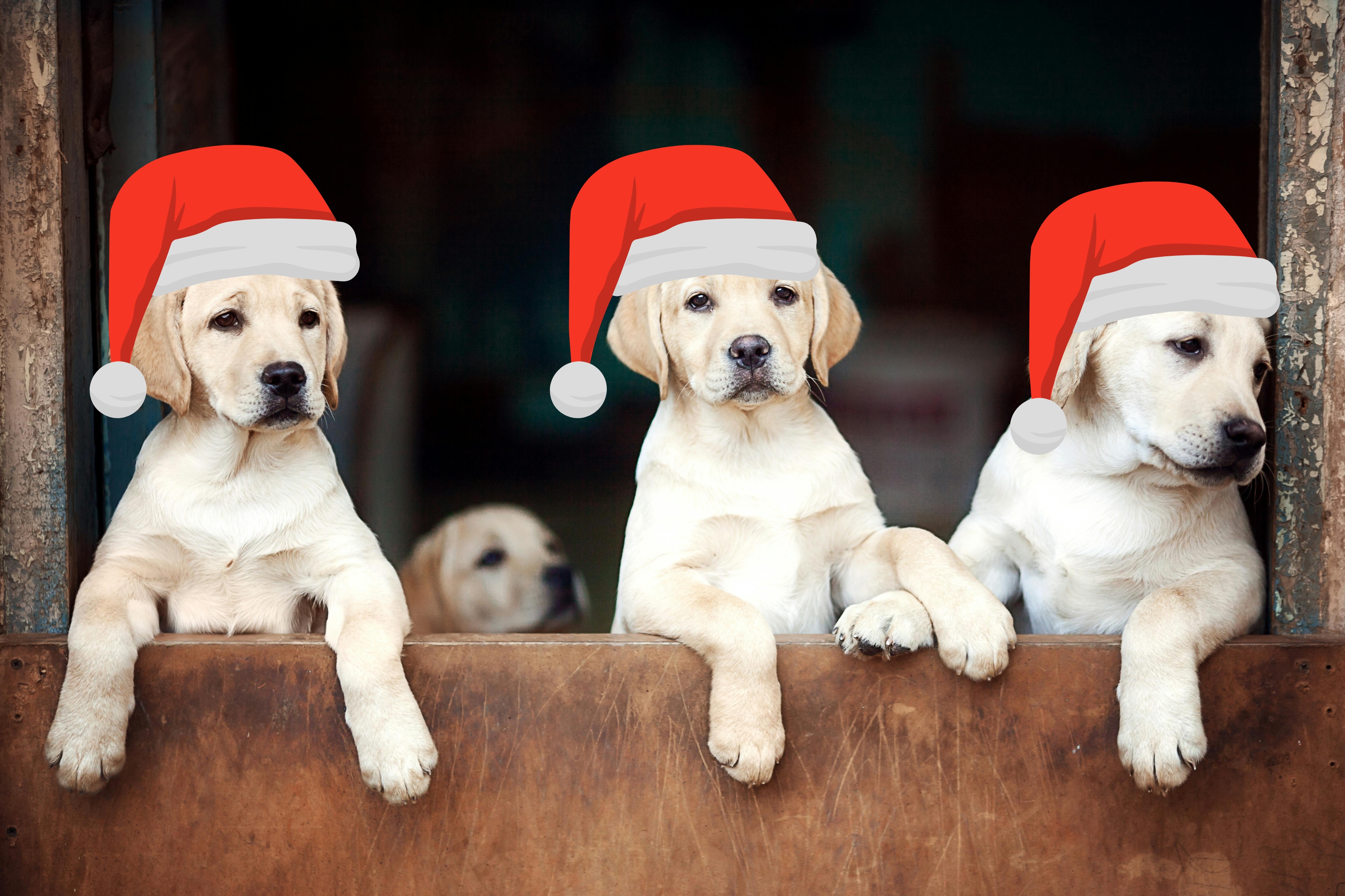 Christmas Dogs 2025: Here are the 10 most popular breeds of dog this ...