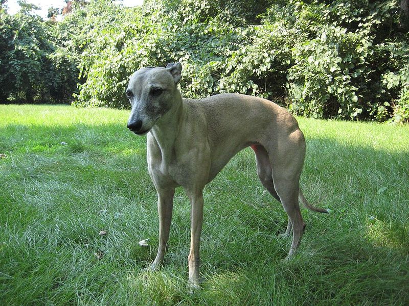 15 Dog Breeds That Are Surprisingly Low-Maintenance