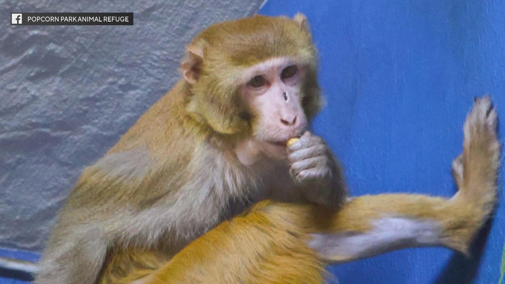 Escaped lab monkey finds new home at New Jersey animal rescue