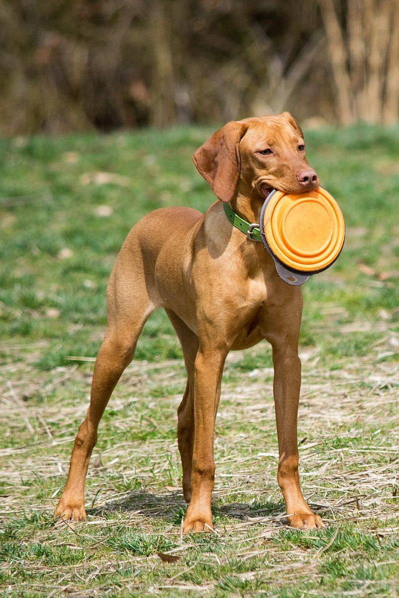 16 Dog Breeds That Have a Hard Time Being Left Alone for Long Periods