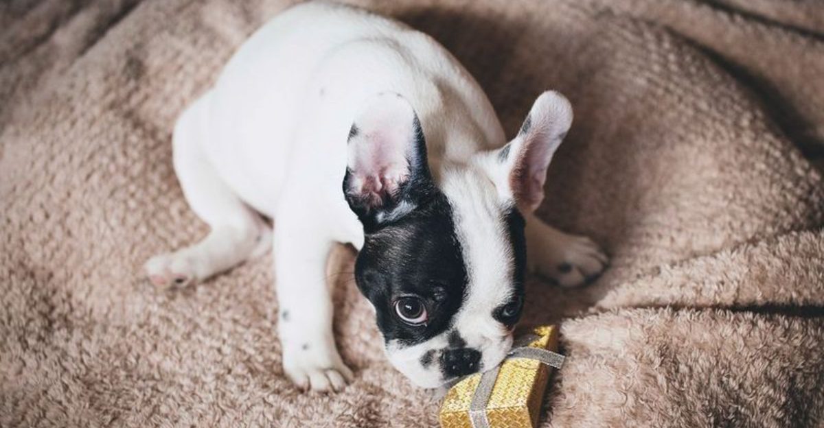 15 Dog Breeds That Are Surprisingly Low-Maintenance