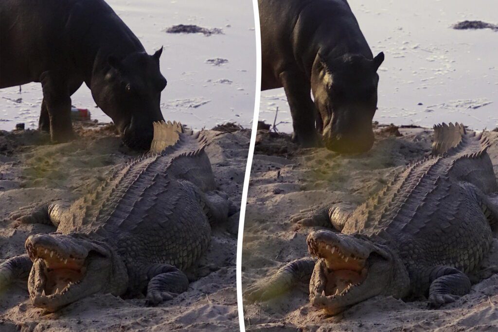 Heart-stopping standoff as hippo squares up to crocodile at watering hole