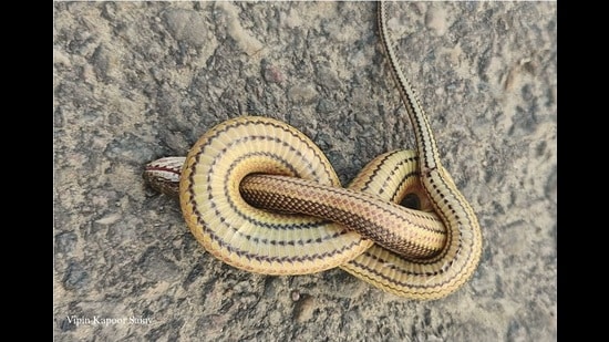 Rainbow Water Snake sighted at Dudhwa Tiger Reserve
