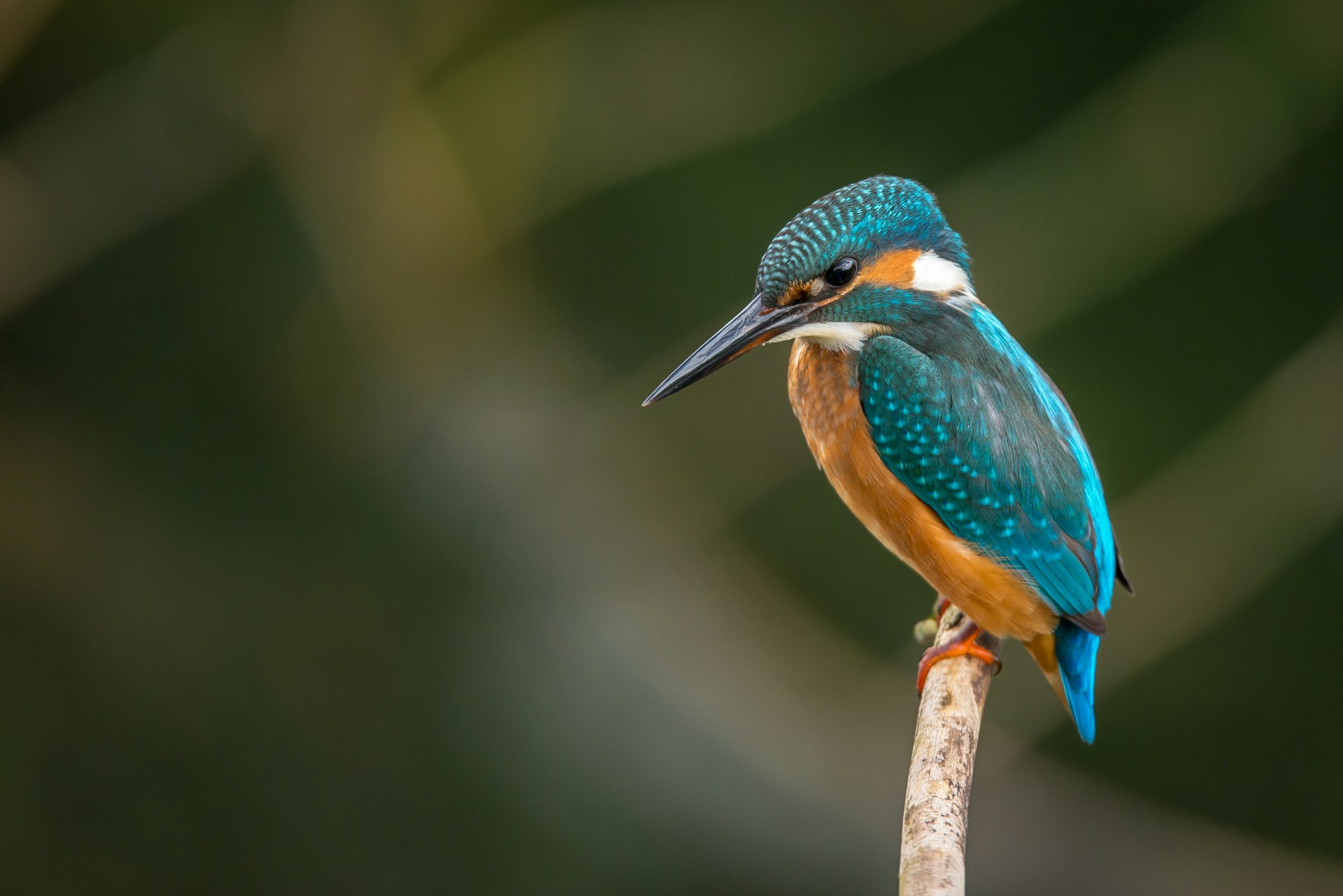 Natural Patterns Inspiring Iconic Inventions