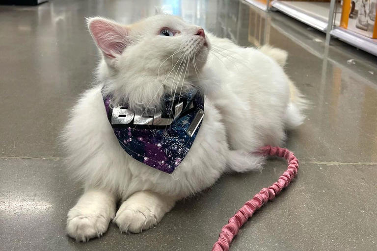 Woman Spends $25K to Clone Her Cat After Pet's Untimely Death, Calls it ...