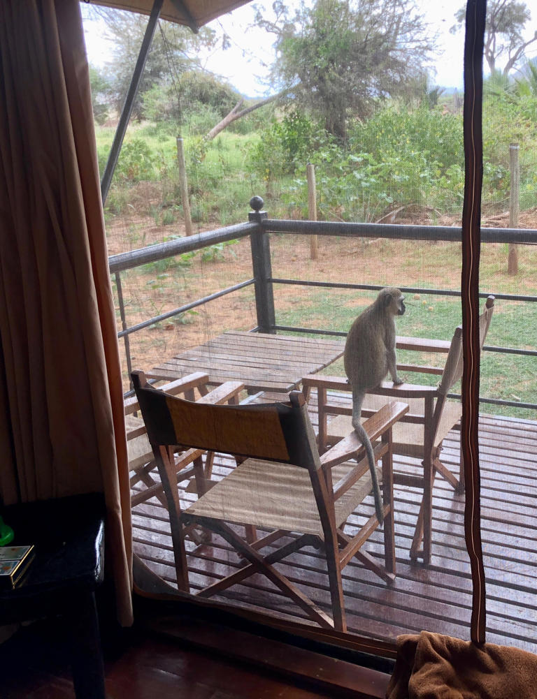 Bad monkey! Travelers share wild tales of animal encounters.