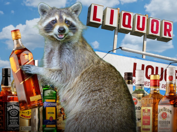 Drunken Raccoon Apprehended After Ransacking Liquor Store, See The Photos