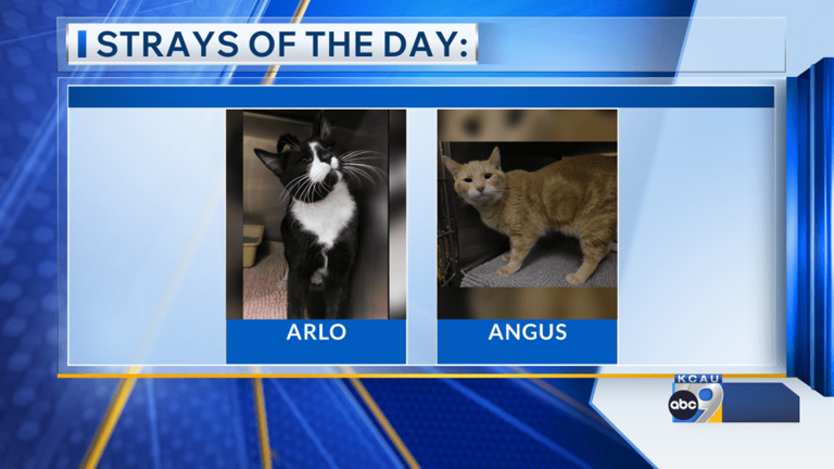 Stray of the Day: Meet Arlo and Angus