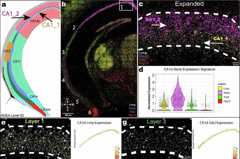 Hidden cellular layers revealed in brain's memory center