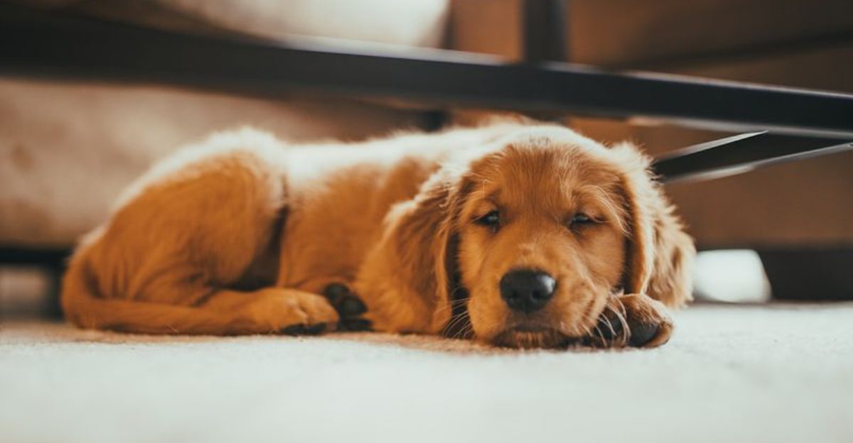16 Dog Breeds That Have a Hard Time Being Left Alone for Long Periods