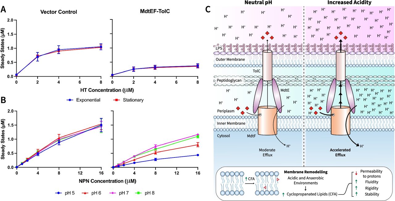 Super-pump explains how E. coli beats antibiotics in gut