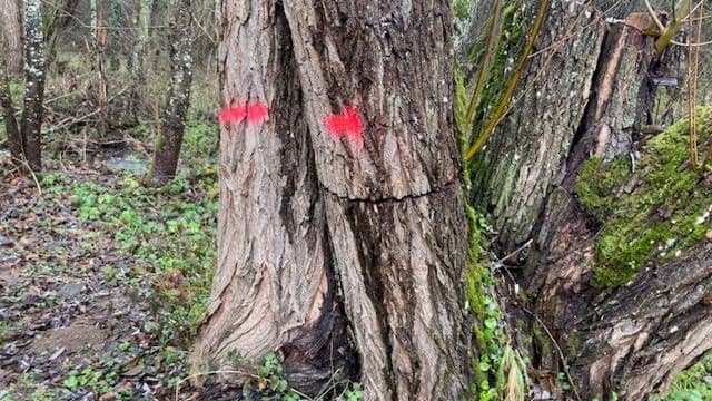 Akute Gefahr: Illegale Baumansägung führt zur Vollsperrung der K 7121