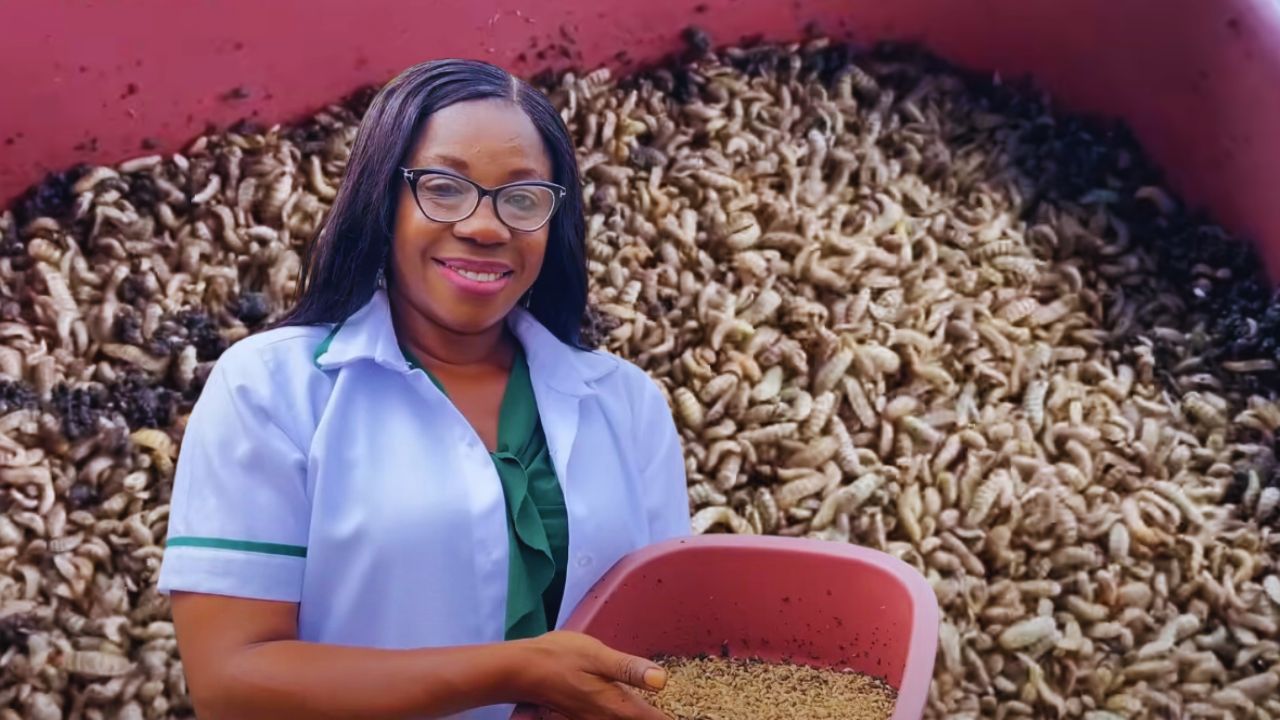 “Edible for humans”: Maggot farming turns into major income source for ...