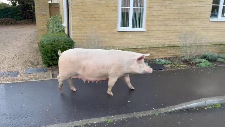 Escaped gang of pigs accused of causing chaos in public