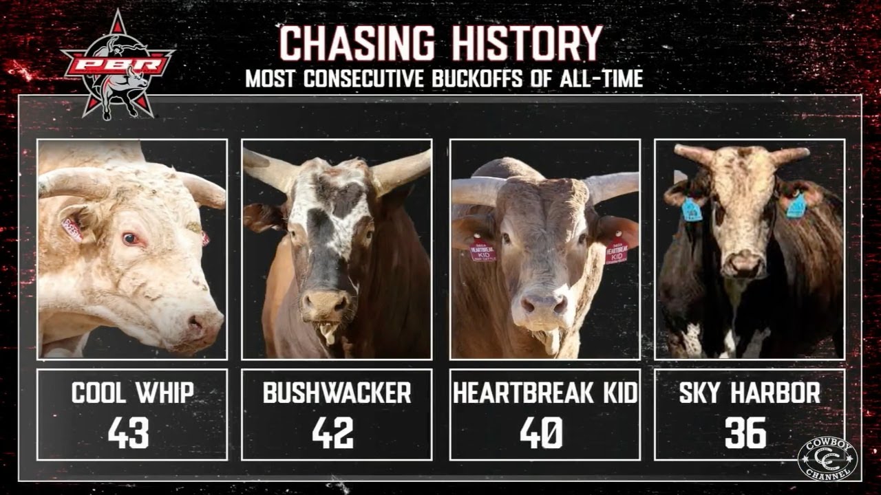 The bull no man can ride