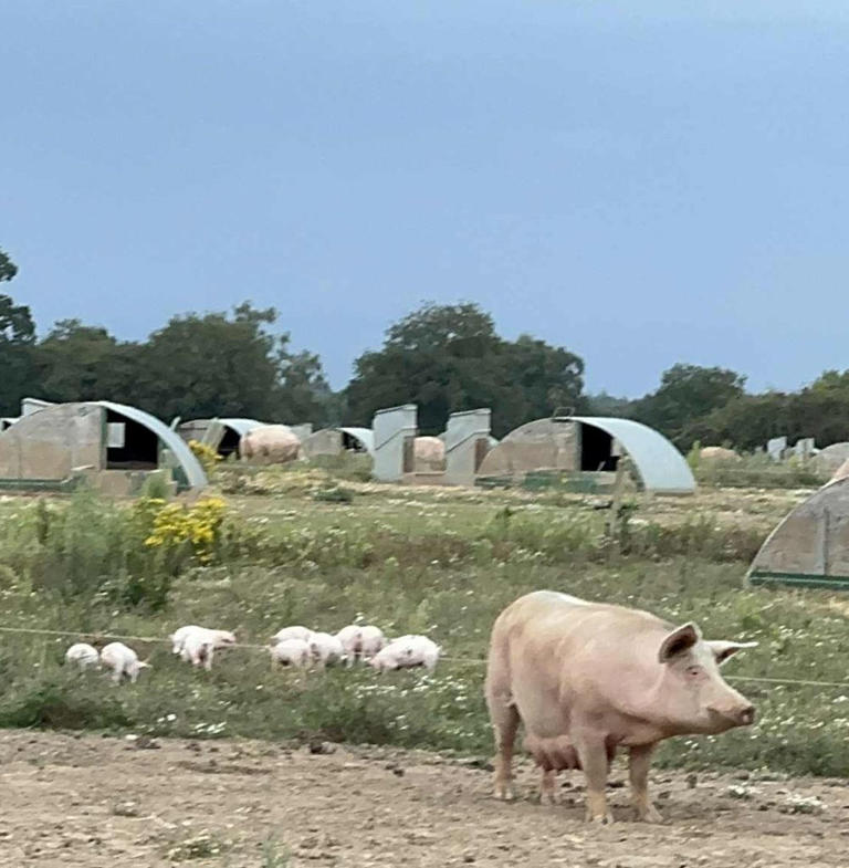 Escaped gang of pigs accused of causing chaos in public