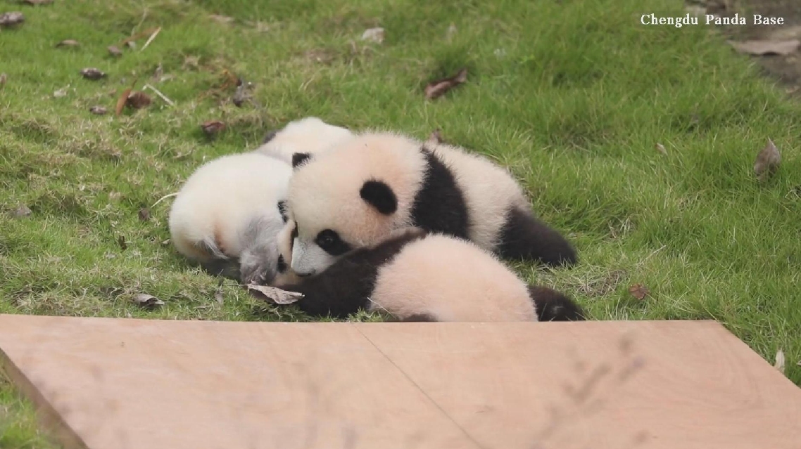 China-Cachorros de Panda/Gatear