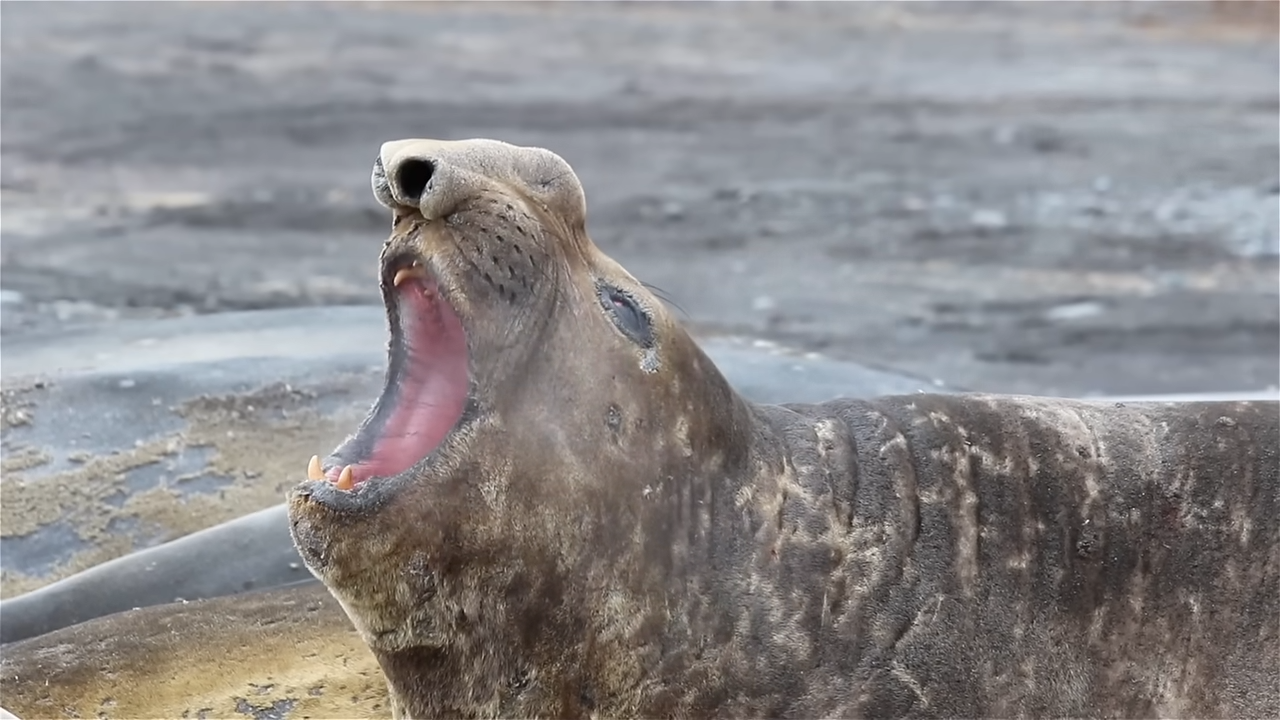 Insane Biology of A Elephant Seal