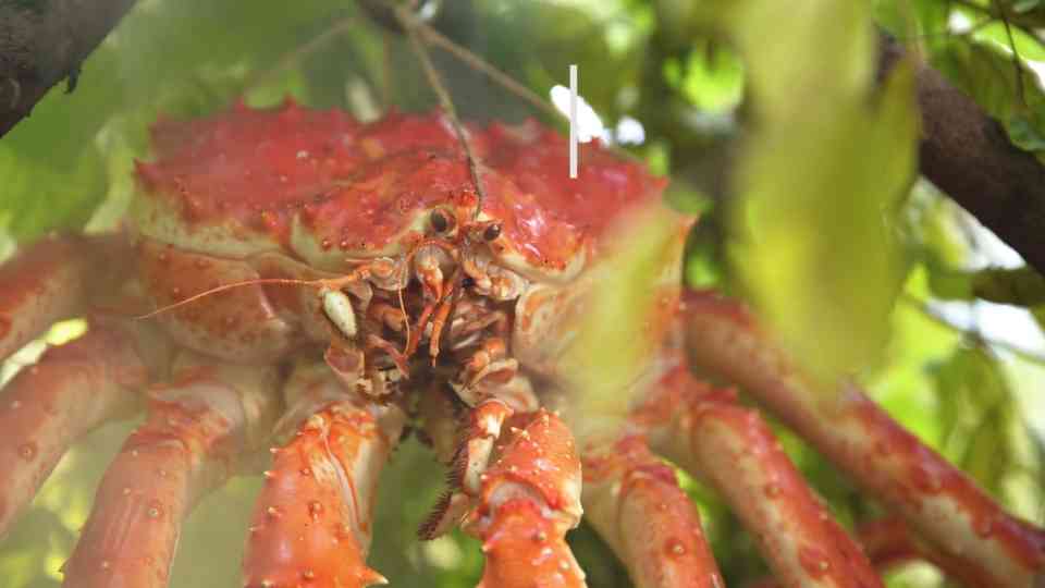 Forest Feast ASMR Grilling a King Crab for the First Time