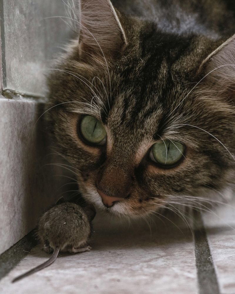 10 Most Common Misunderstood Pet Behaviours And What They Actually Mean