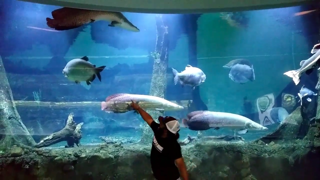 Underground aquarium filled with exotic Amazon fish