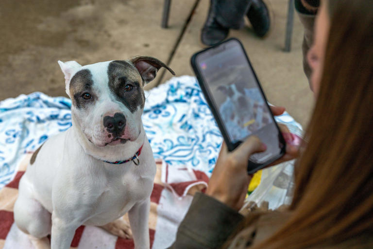 One woman's manic social media posts are getting dogs adopted in Sacramento