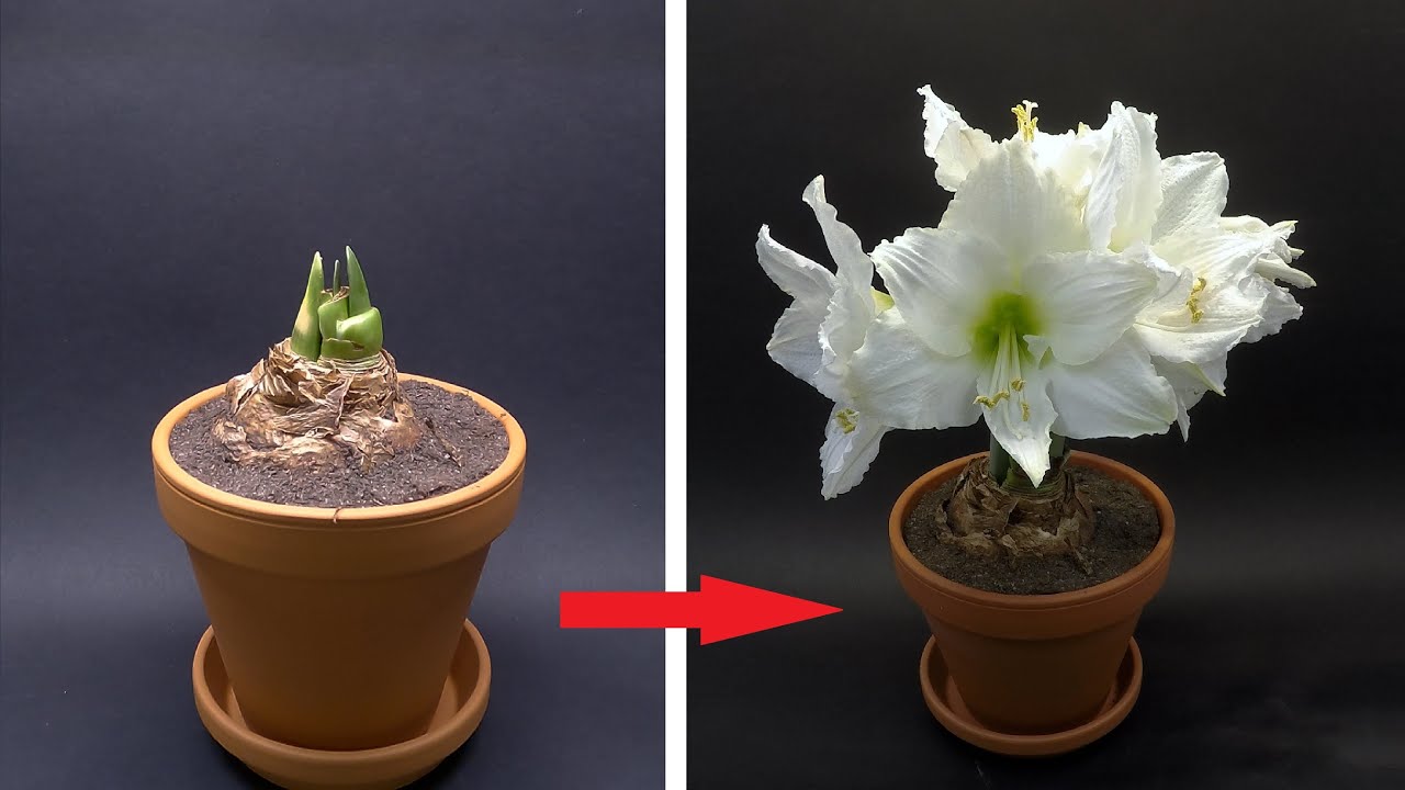 26 days to bloom: Mesmerizing amaryllis time-lapse