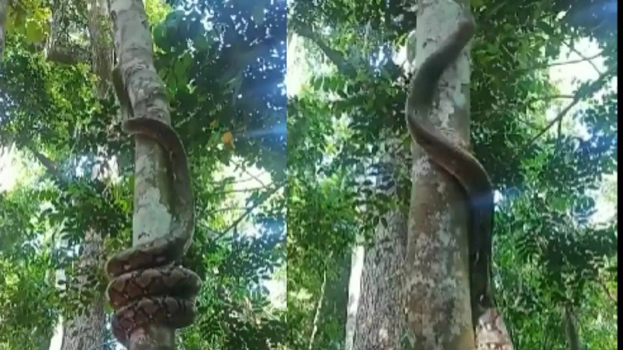 Watch: Reticulated python's jaw-dropping tree-climbing skills captured ...