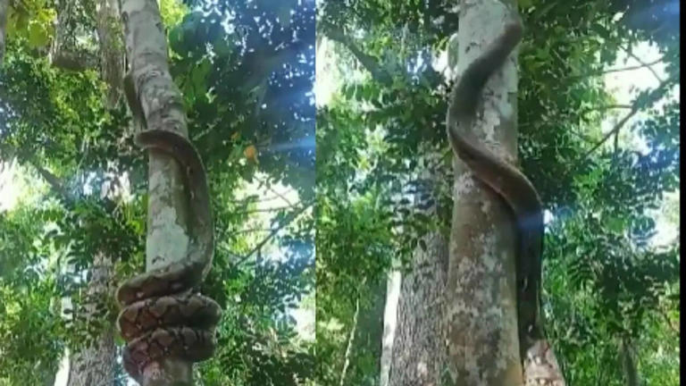 Watch: Reticulated python's jaw-dropping tree-climbing skills captured ...