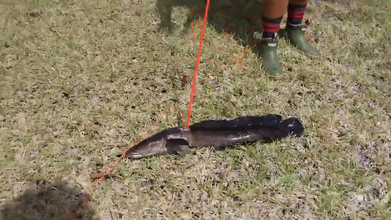 I caught the swamp monster and actually ate it