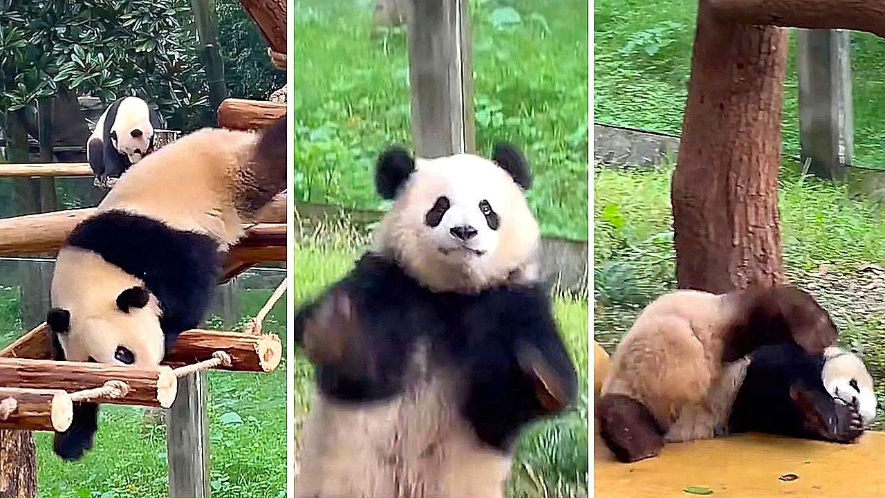 Un panda fait une chute embarrassante sous les yeux du public
