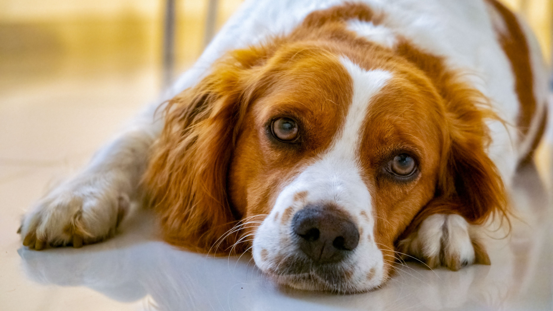 10 Most Common Misunderstood Pet Behaviours And What They Actually Mean