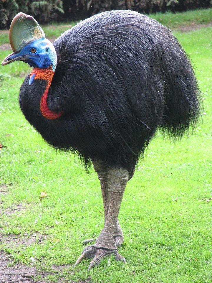 A Guide to the Dangers of Australia's Wildest Animals