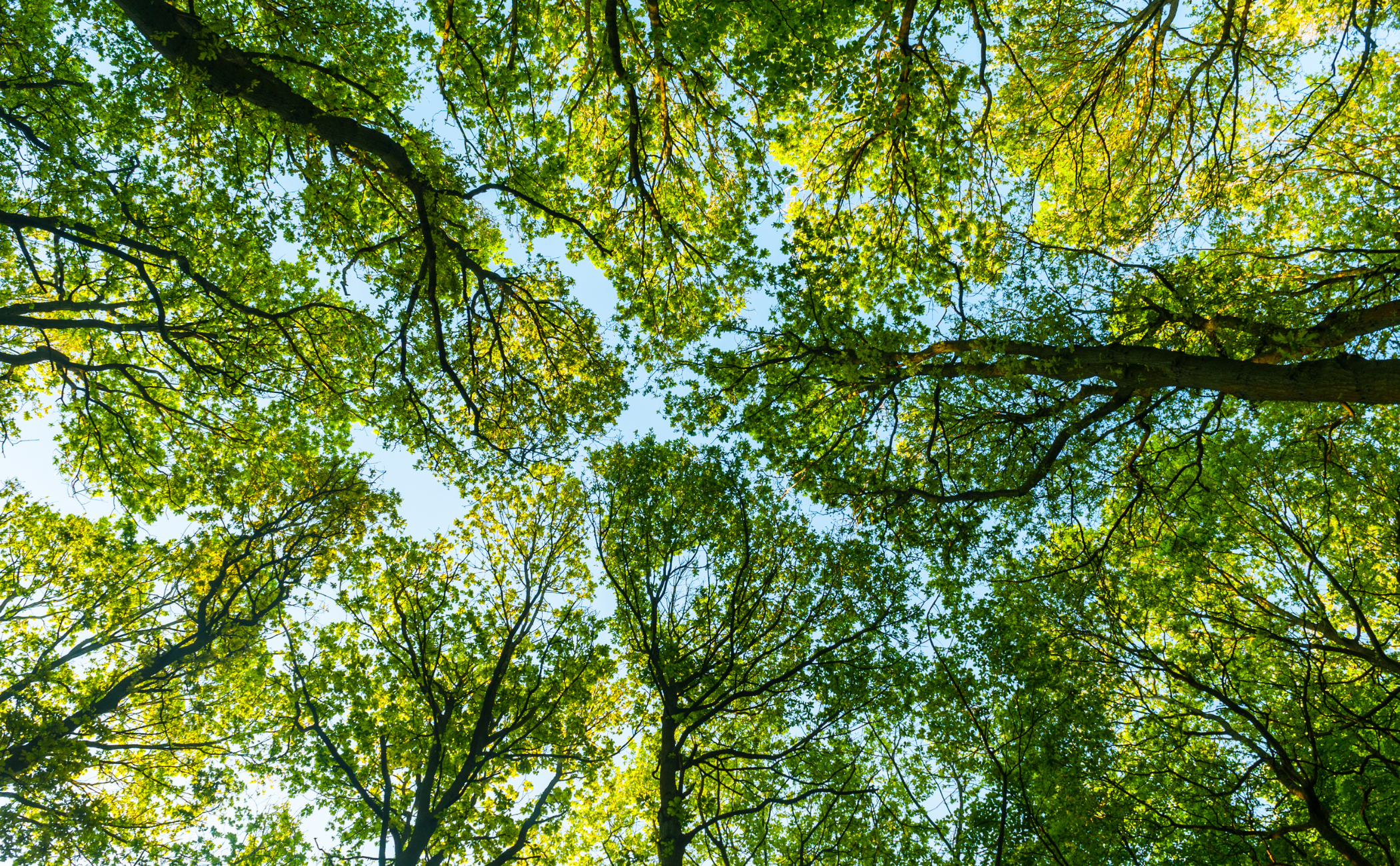 Waarom bomen gezond zijn voor ons