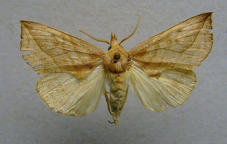 The Fascinating Transformation of the Regal Moth