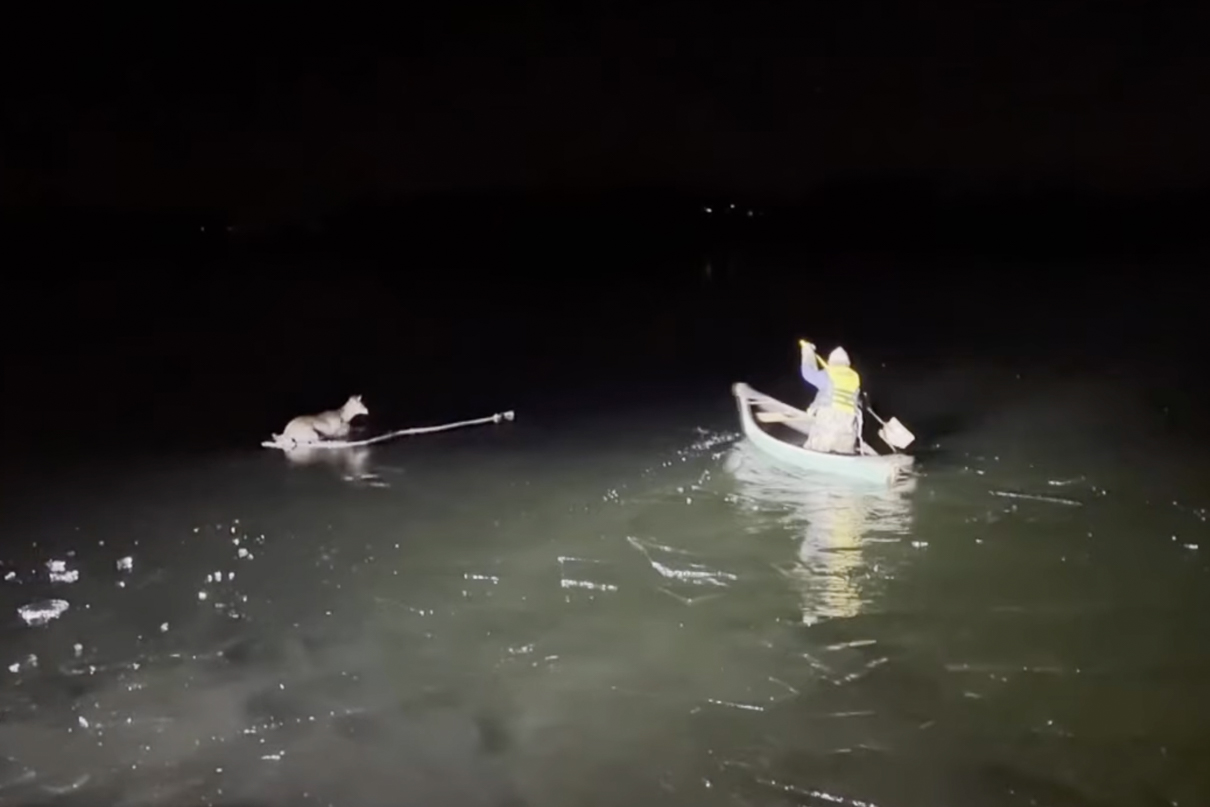 Hunter Rescues Deer From Ice Pond With Canoe and Rake (Video)