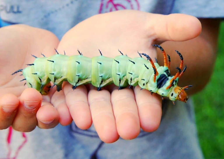 The Fascinating Transformation of the Regal Moth