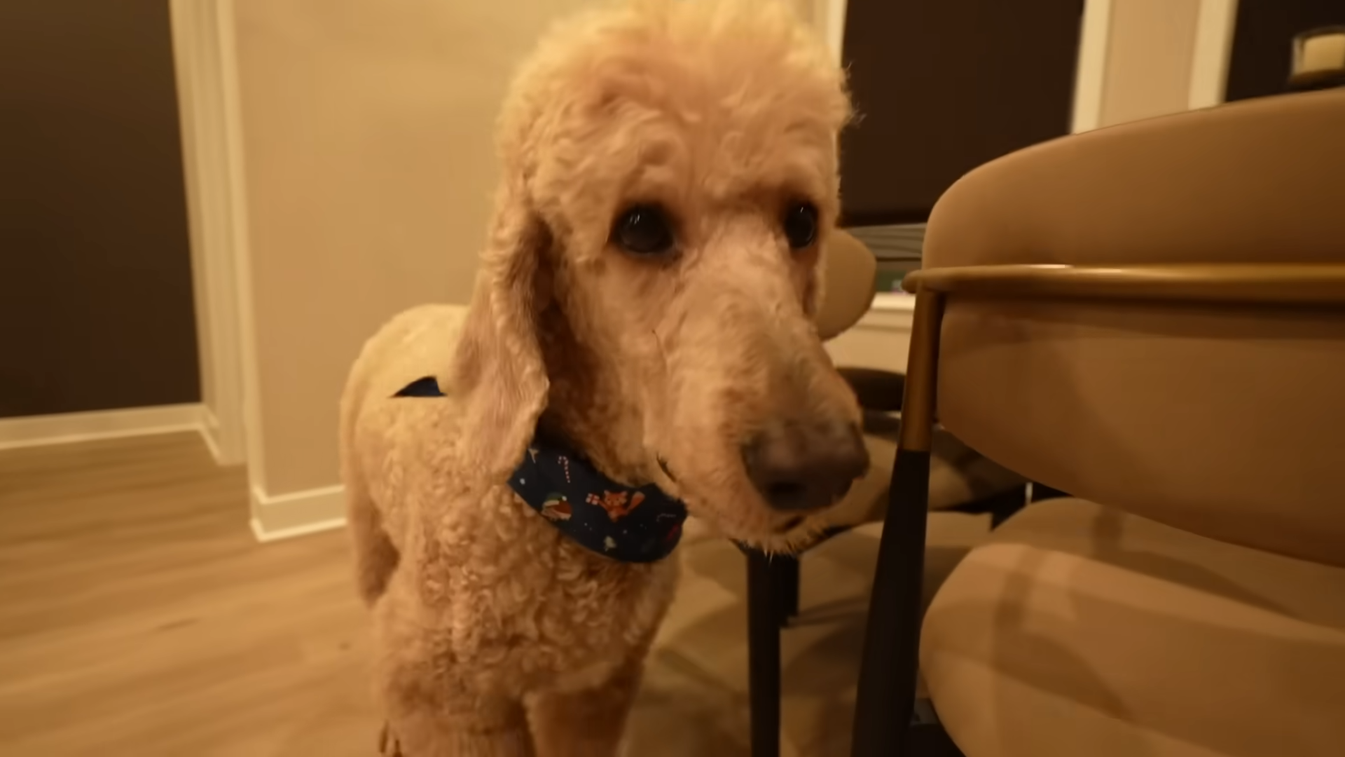 The Dog Just Ate the Baby’s Goldfish