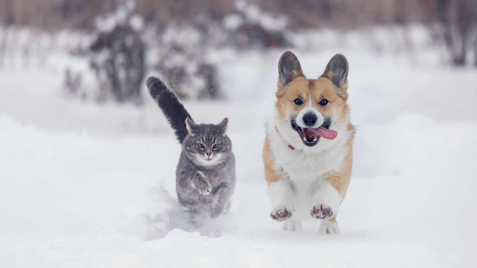 Pets Through The Seasons – How To Keep Your Dog Or Cat Happy And Safe ...