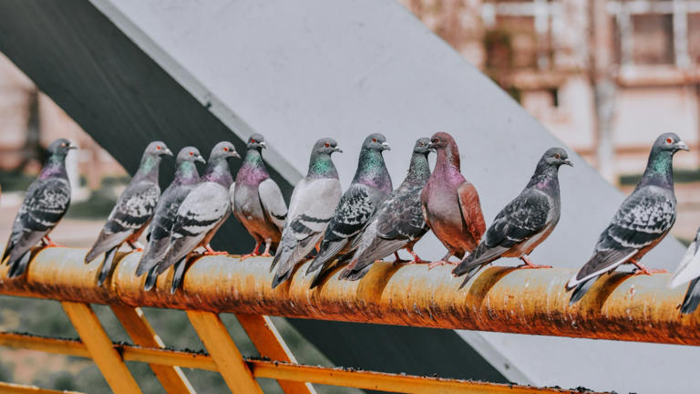 Scientists edge closer to how pigeons read Earth’s magnetism