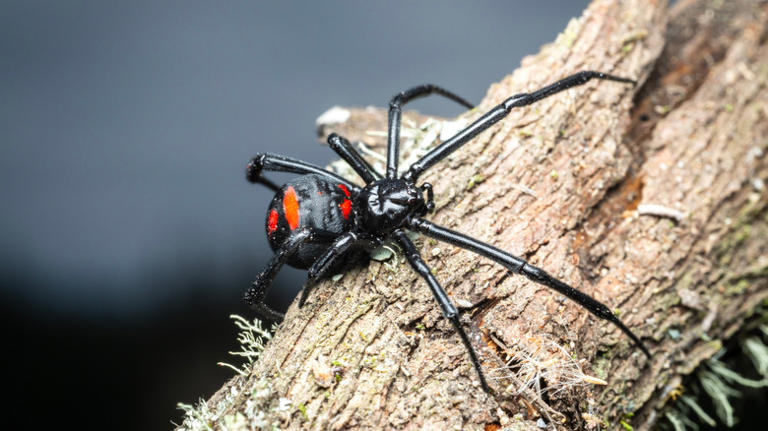 If You Live In These States, You're Most Likely To Find Black Widow Spiders