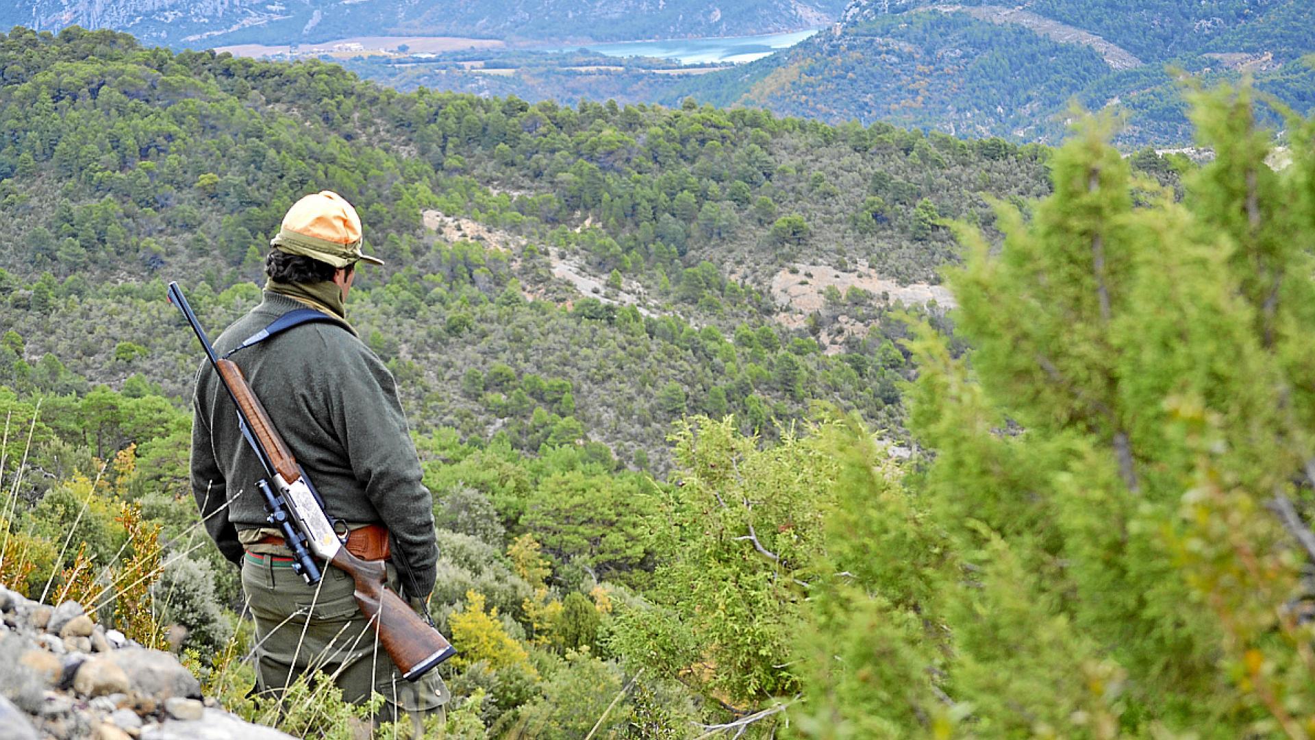Aragón abre la veda a la caza masiva de jabalíes para frenar la peste ...