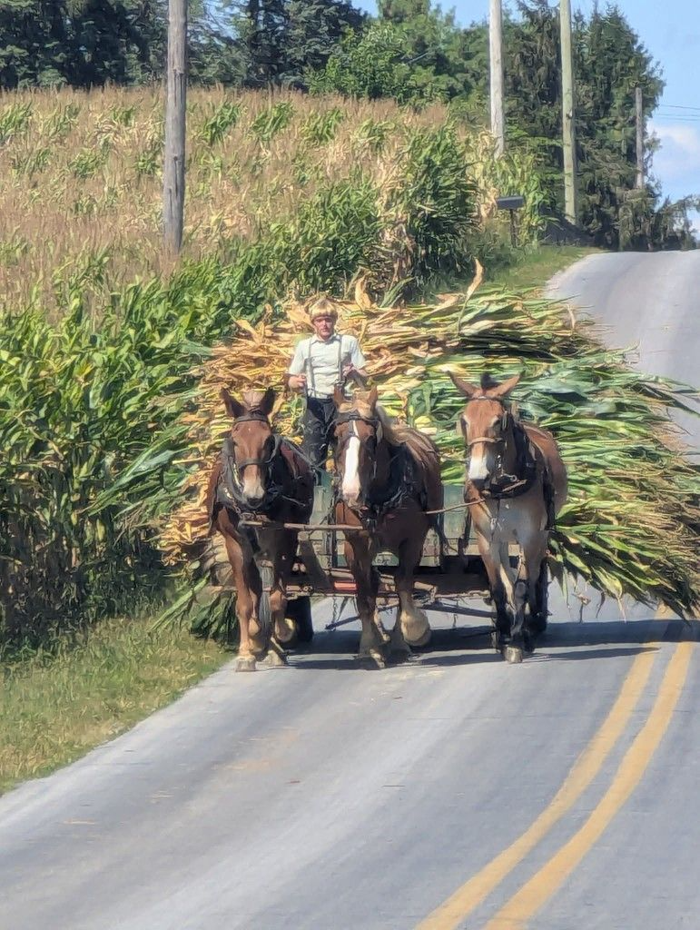 25 Vintage Amish Photos That Show A Look Inside Their World