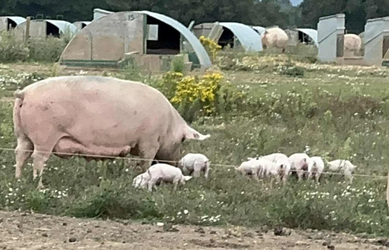 Escaped gang of pigs accused of causing chaos in public
