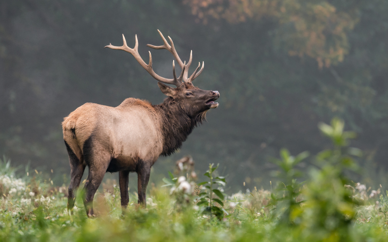 Will Montana Hand Out Way More Elk Tags in 2026?