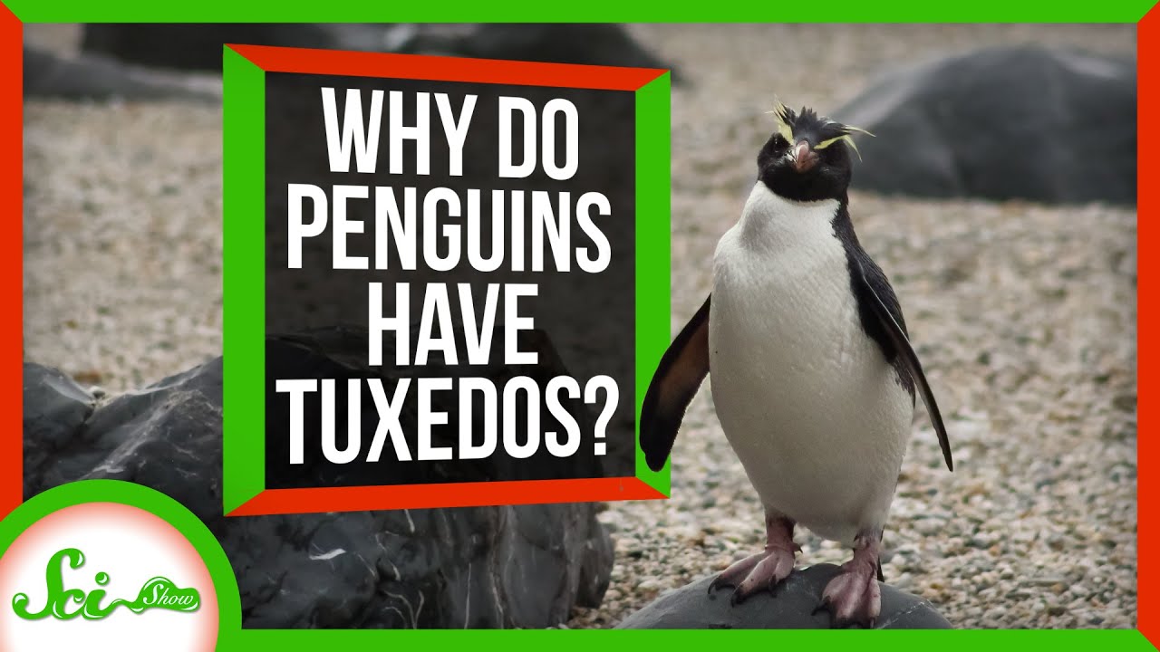 Why do penguins wear tuxedos?
