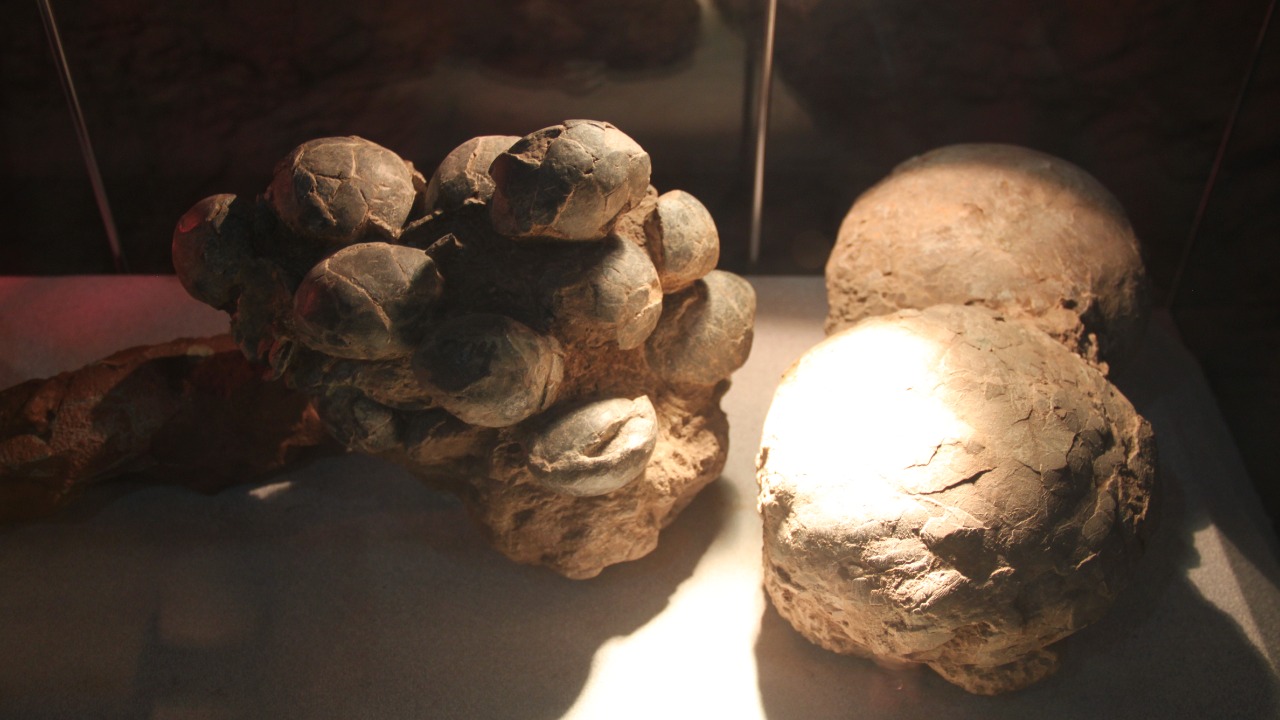 A trove of pristine dinosaur eggs is found in China