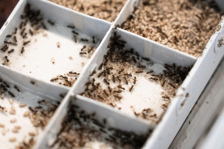 Dying for the nest: Sick ants choose the colony over life
