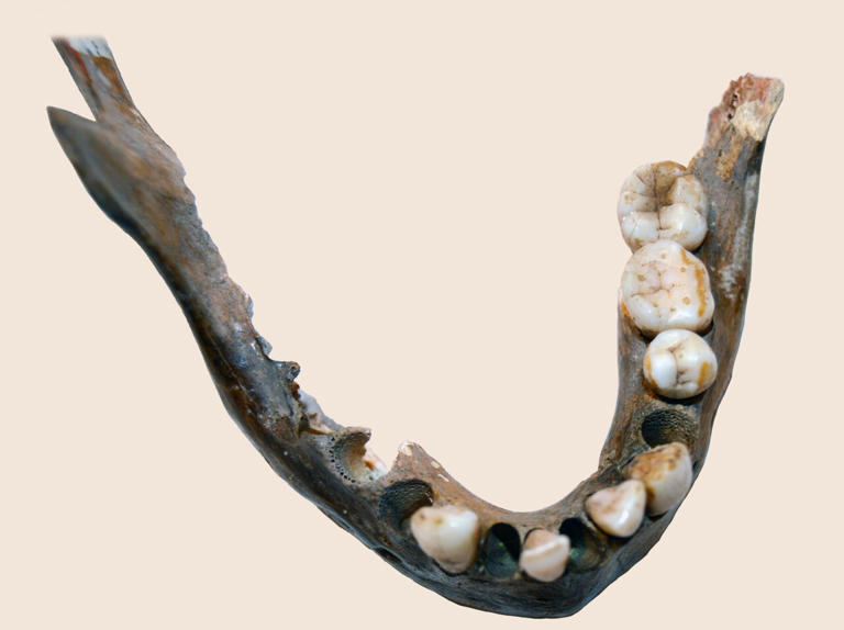 10-thousand-year-old genomes from southern Africa change picture of ...