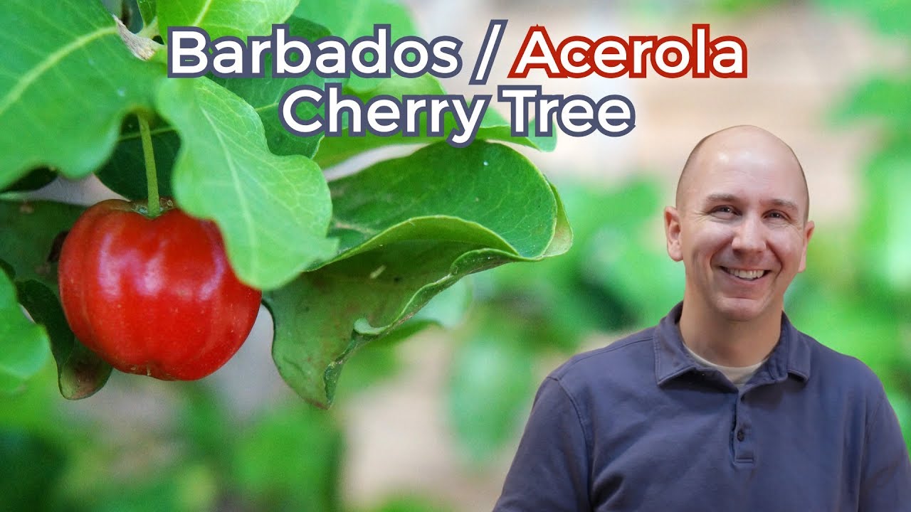 Acerola cherry tree aka Barbados cherry | Garden vlog episode 20